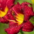 Easy to Grow - Outdoor Live Bulbs, 10 Pack Daylily Mixed Colors Mix ...