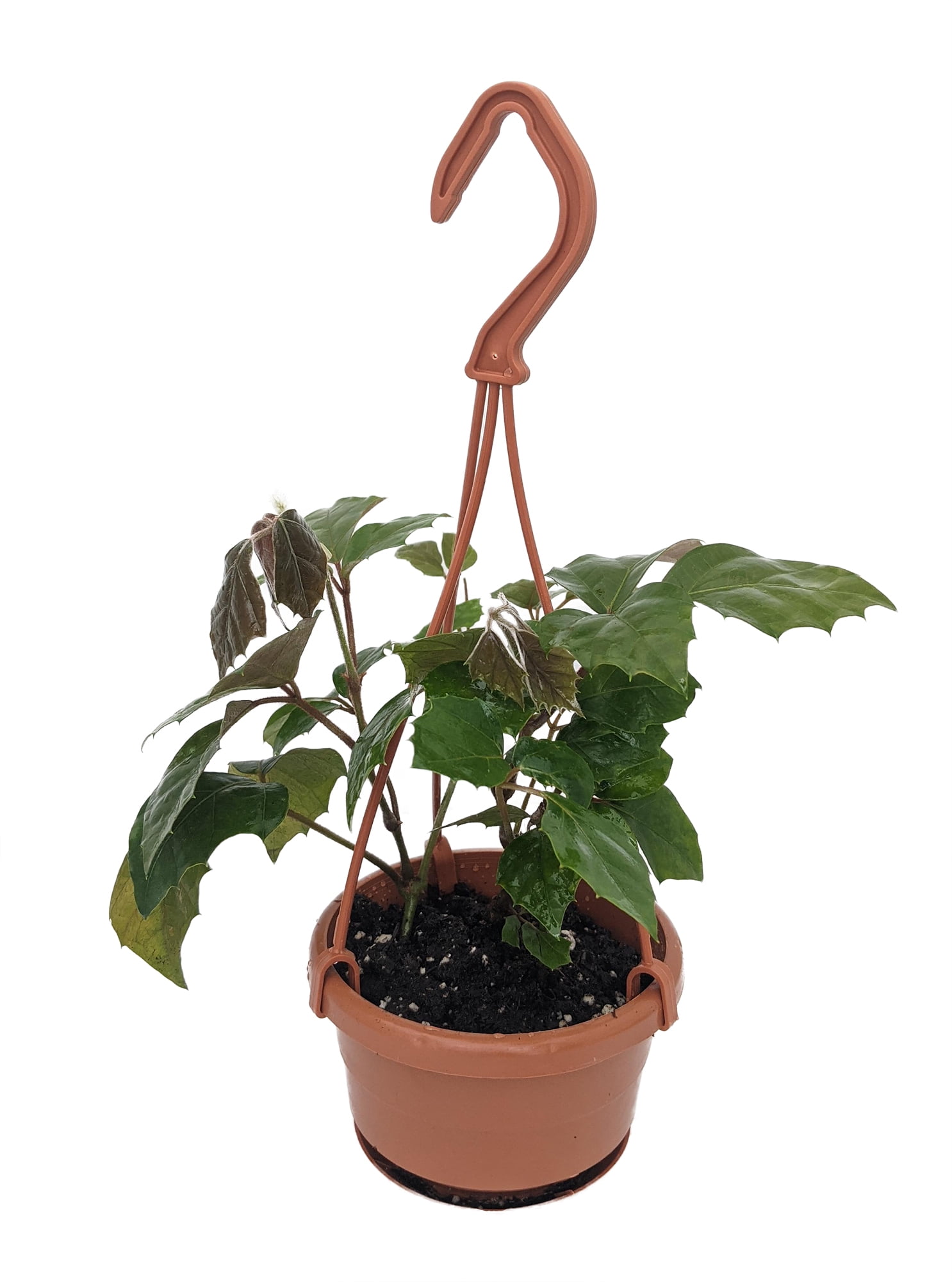 Outdoor & Gardening GRAPE IVY PLANT Gift Box Ferns, Grasses & Bamboo ...