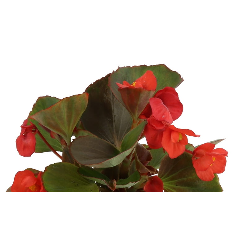 Parical Sun Begonia Types