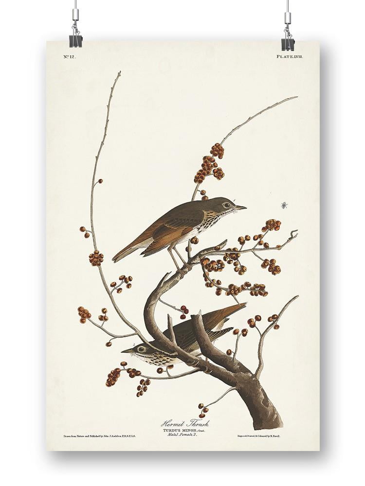 Hermit Thrush Poster - John James Audubon Designs, - Walmart.com