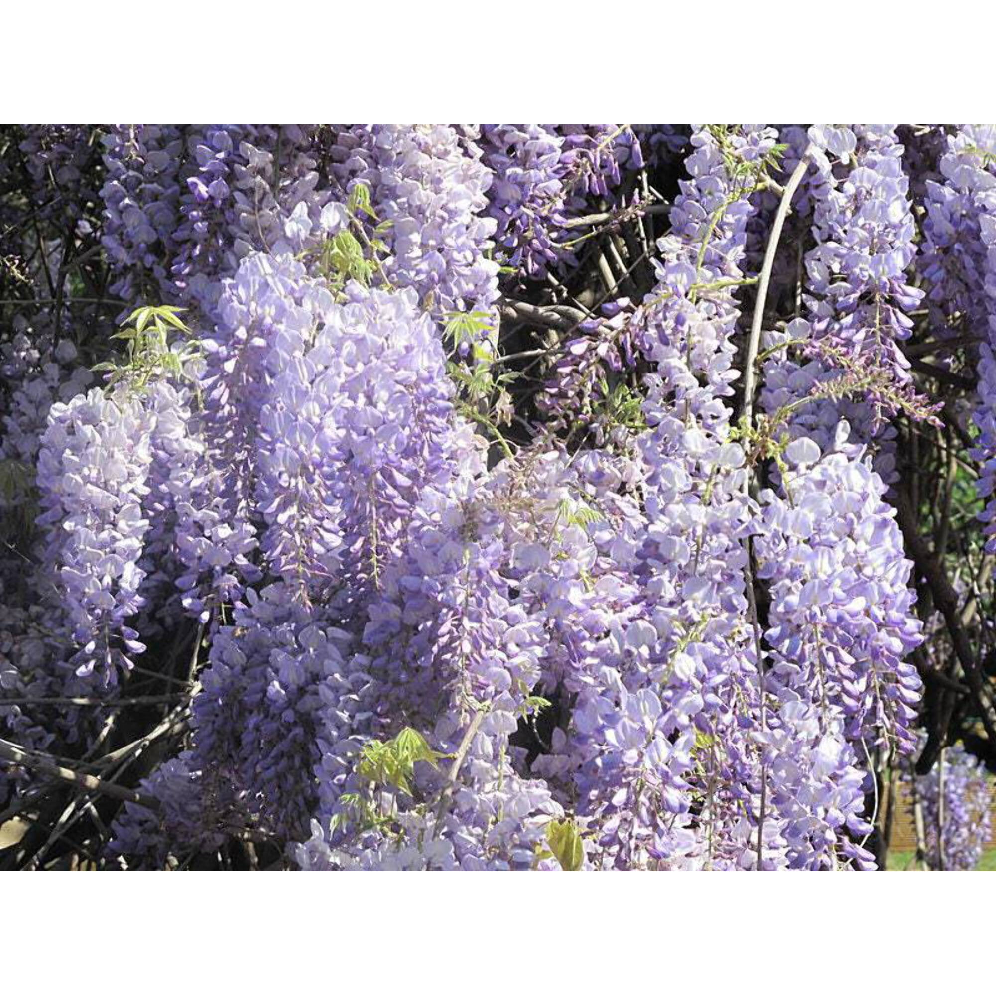Click here for Seedville Usa 5 Japanese Wisteria Floribunda Flowe... prices