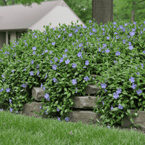 30 Perennial Vinca Bowles Periwinkle Landscape Shade Plants - Deer ...