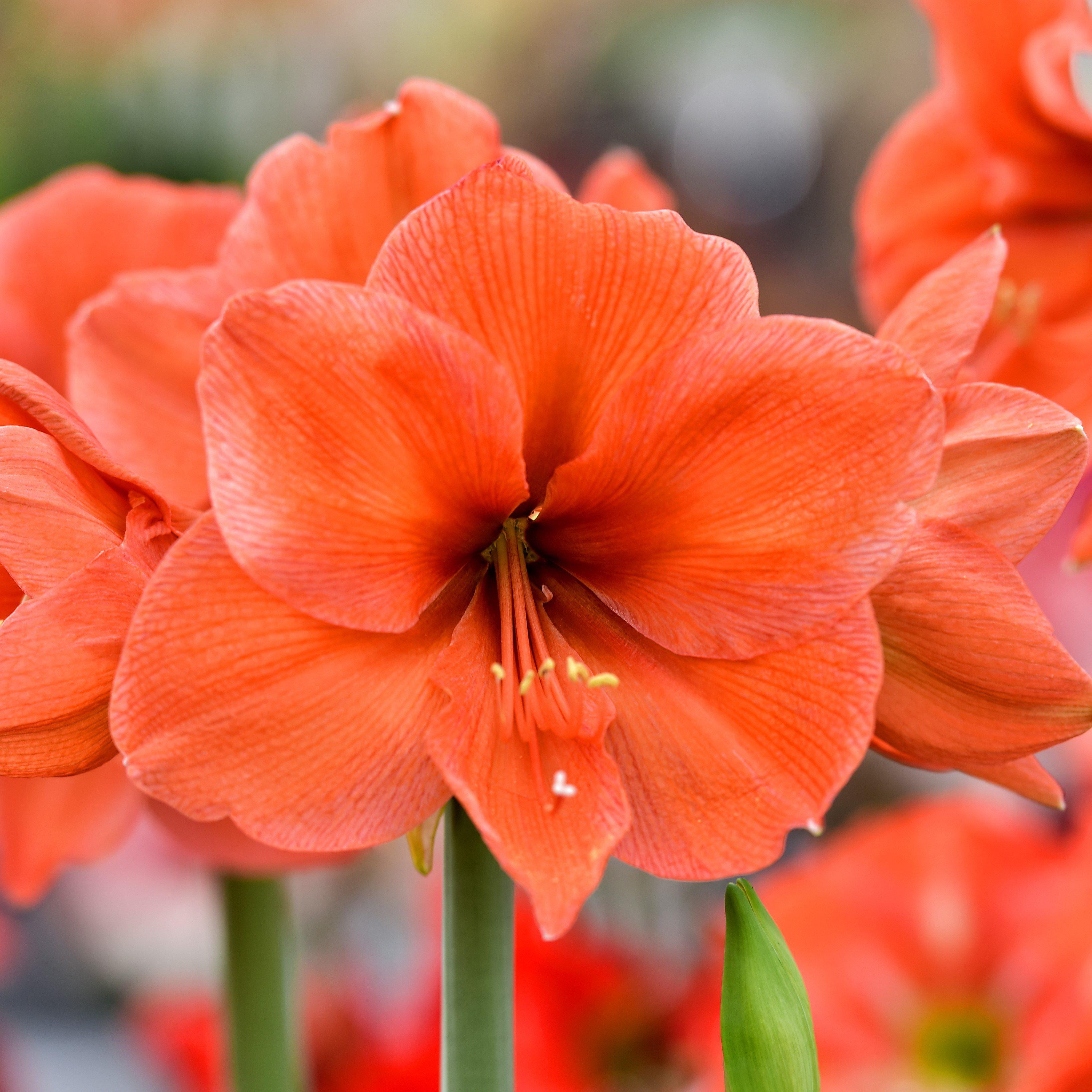 Amaryllis Desire (1 Bulb) Single Flower Form - Walmart.com - Walmart.com
