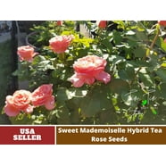 30 Rare Blue Climbing Rose Bush Seeds, Authentic Mix Seeds for Planting ...