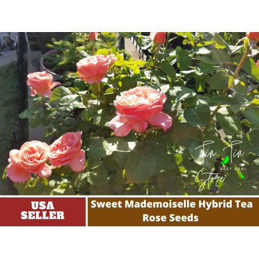 30 Rare Blue Climbing Rose Bush Seeds, Authentic Mix Seeds for Planting ...