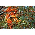Seedville USA, 100 Seaberry Sea Buckthorn Seeds, Orange Berries ...