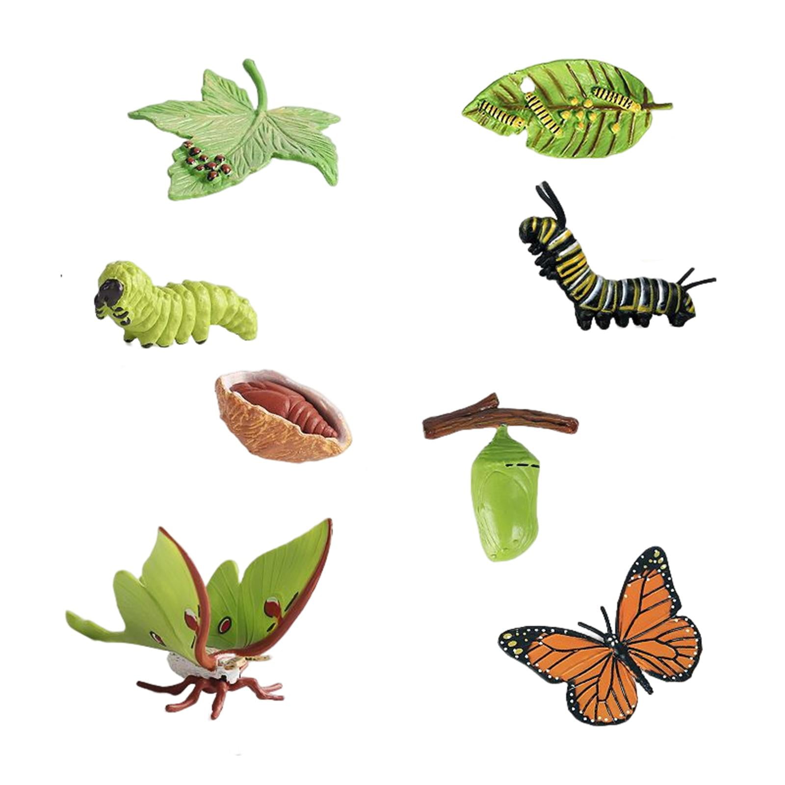 Click here for Esquirla Butterfly Moth Life Cycle Figures 4 Stage... prices