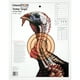 Champion Practice Targets 45780 Turkey Lifesize (12 Pk) - Walmart.com