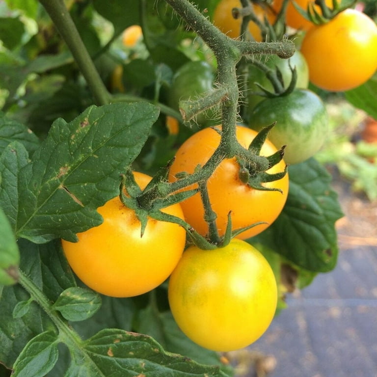 Sungold Tomato Container