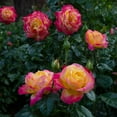 Heirloom Roses Live Fragrant Love & Peace Hybrid Tea Rose - Real Multi ...