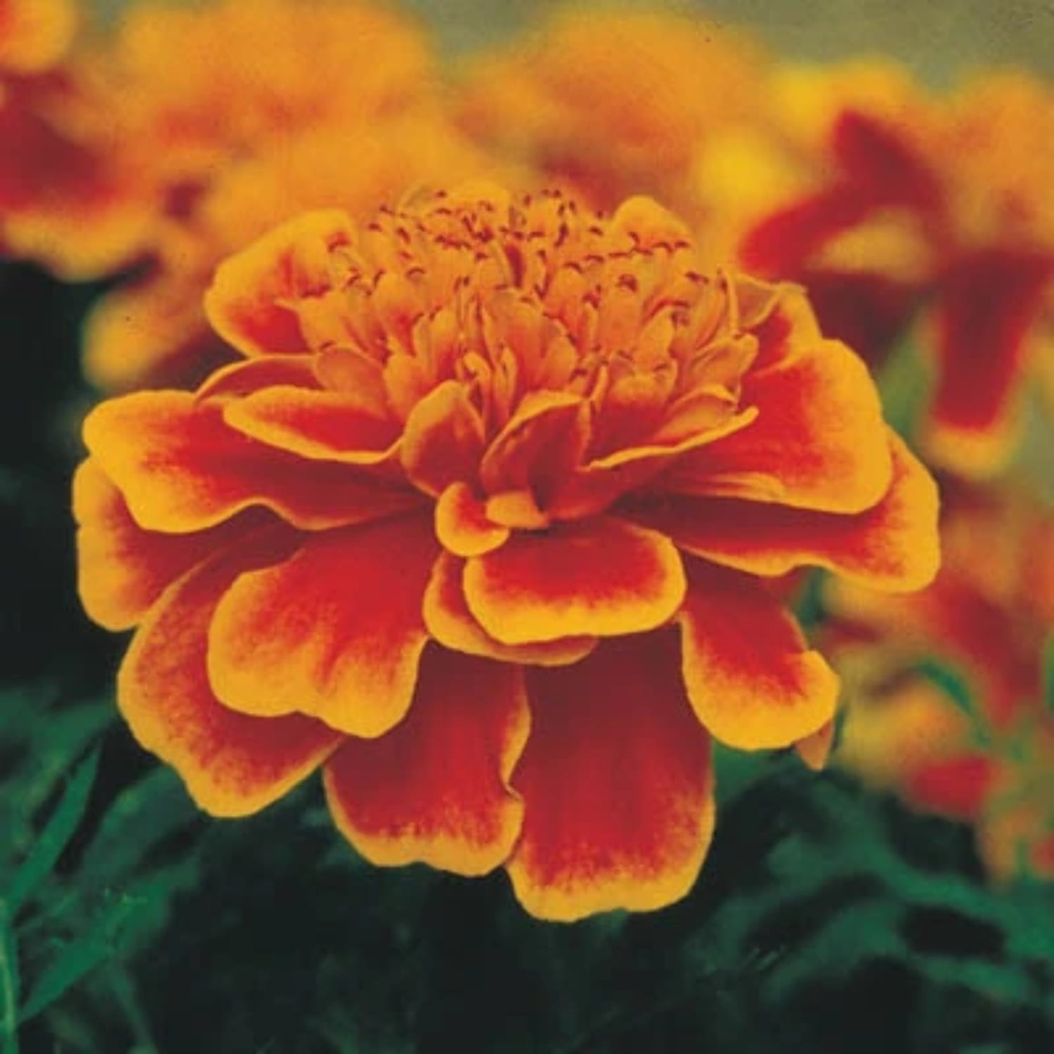Marigold Bonanza Flame Seed - NON-GMO - 1,000 Seeds - Walmart.com