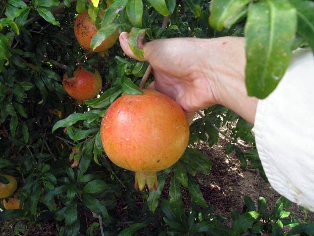 Russian Salavatski Pomegranate Plant - Punica - Houseplant/Outdoors - 4 ...