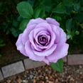 Sterling Silver Rose Seeds, Hybrid Tea Rose, Lavender 100 Seeds ...
