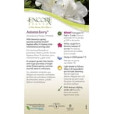 Encore Azalea Autumn Ivory (1 Gallon) White Flowering Shrub - Full Sun ...