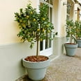 Meyer Live Citrus Lemon Tree - Not Shippable to AZ, CA, TX, FL, LA ...