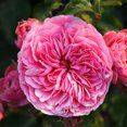 Heirloom Roses, Leonardo Da Vinci Shrub - Live Rose Plant, Ready Flower ...