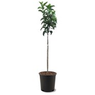 Tulip Poplar Dormant Bare Root Starter Shade Tree (1-Pack) - Walmart.com