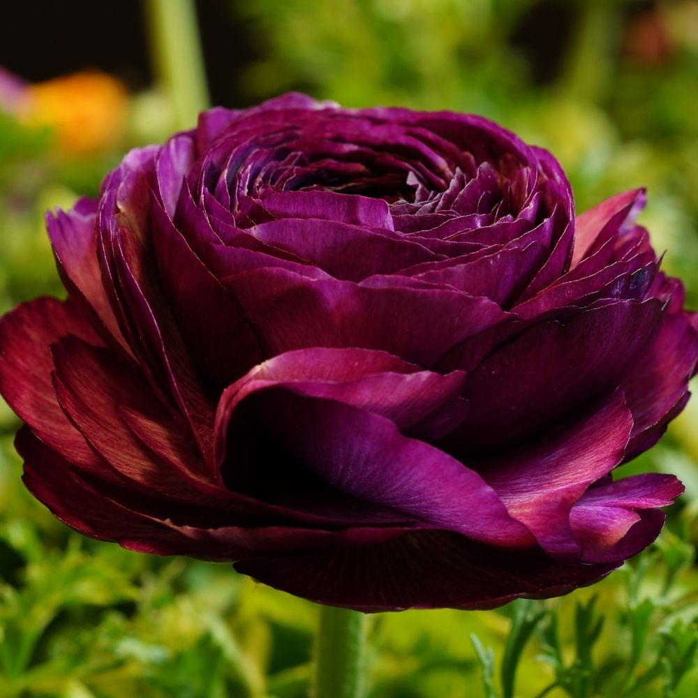 Dark Purple Ranunculus