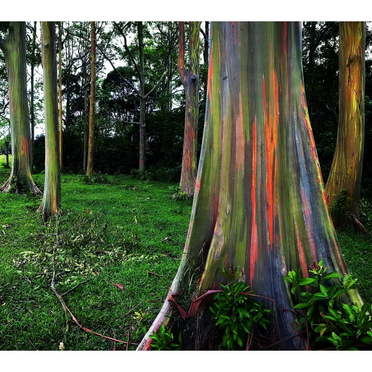 Rainbow Eucalyptus Tree Wallpaper