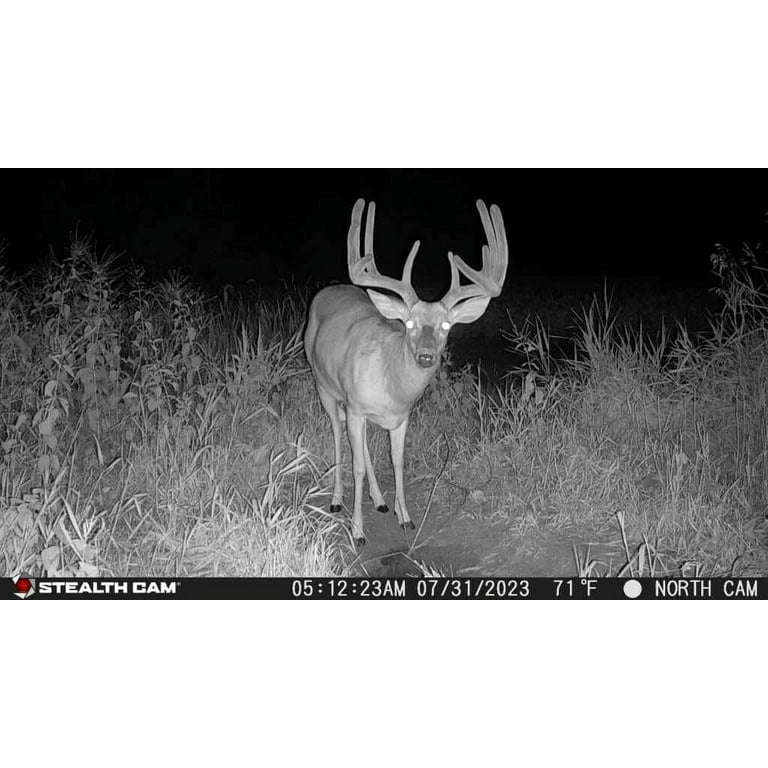 Big Buck Pictures On Trail Camera