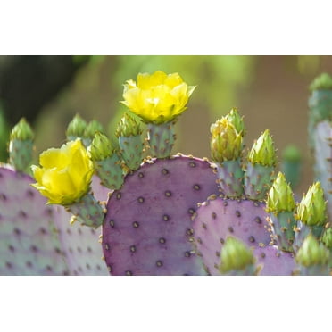 Giant Saguaro Cactus Seeds - 25 Seeds - Great for Bonsai - Walmart.com