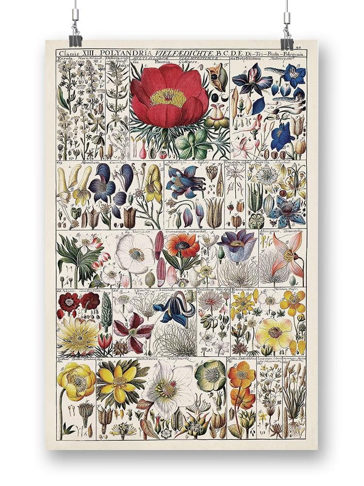 Floral Chart Poster - Vision Studio Designs, - Walmart.com