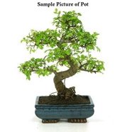 Juniper Procumbens Nana Tree Land & Water Pot with Scalloped Edges ...