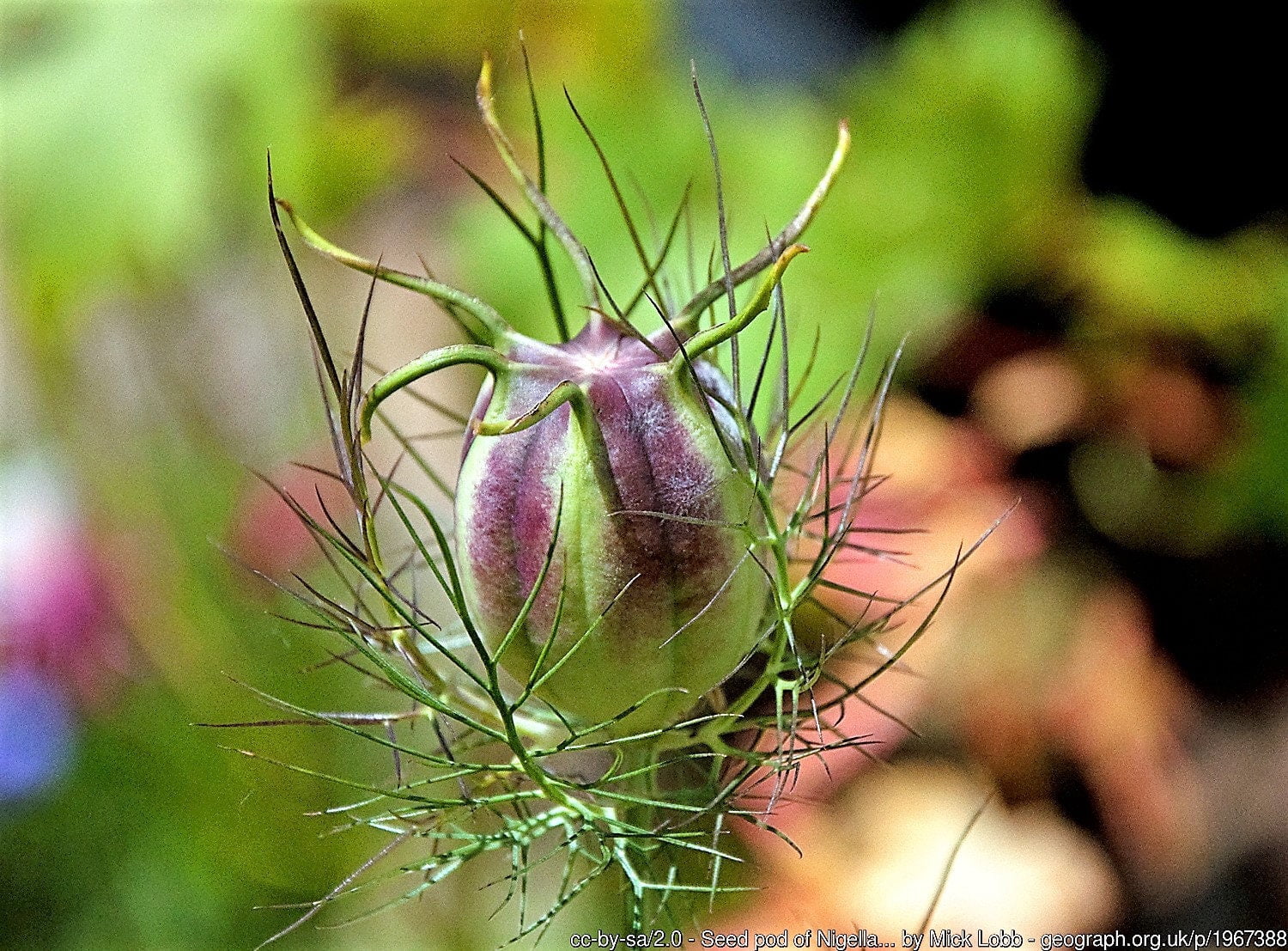 50 RED POD NIGELLA Damascena Love In A Mist aka Black Pod White Flower ...
