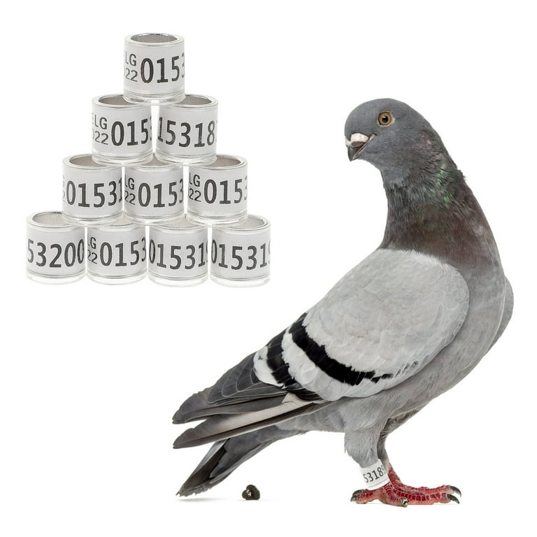 Pigeons As Pets Band Numbering