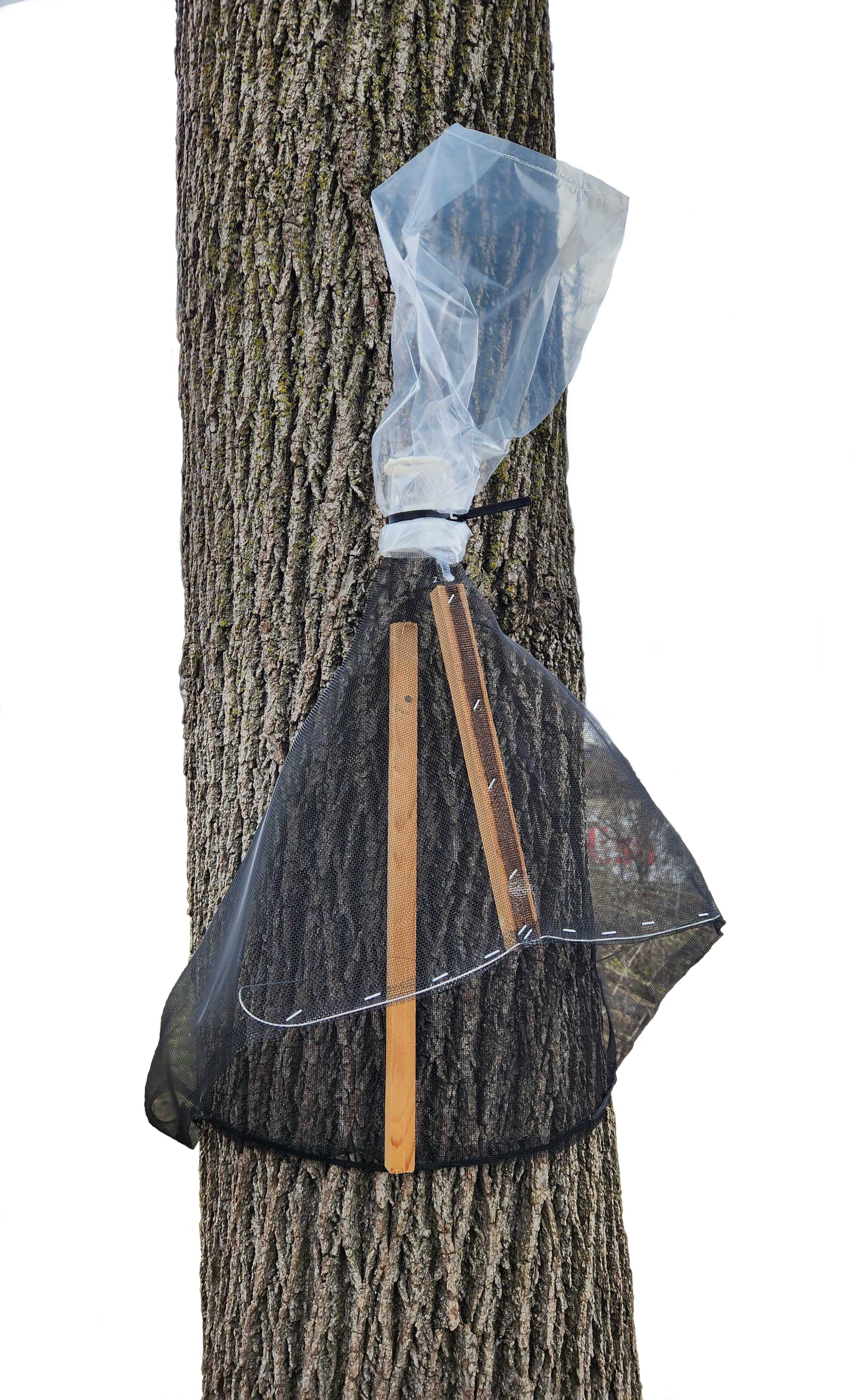 LanternFly Trap Co Tree Trap - Catch Spotted Lantern Fly Without ...