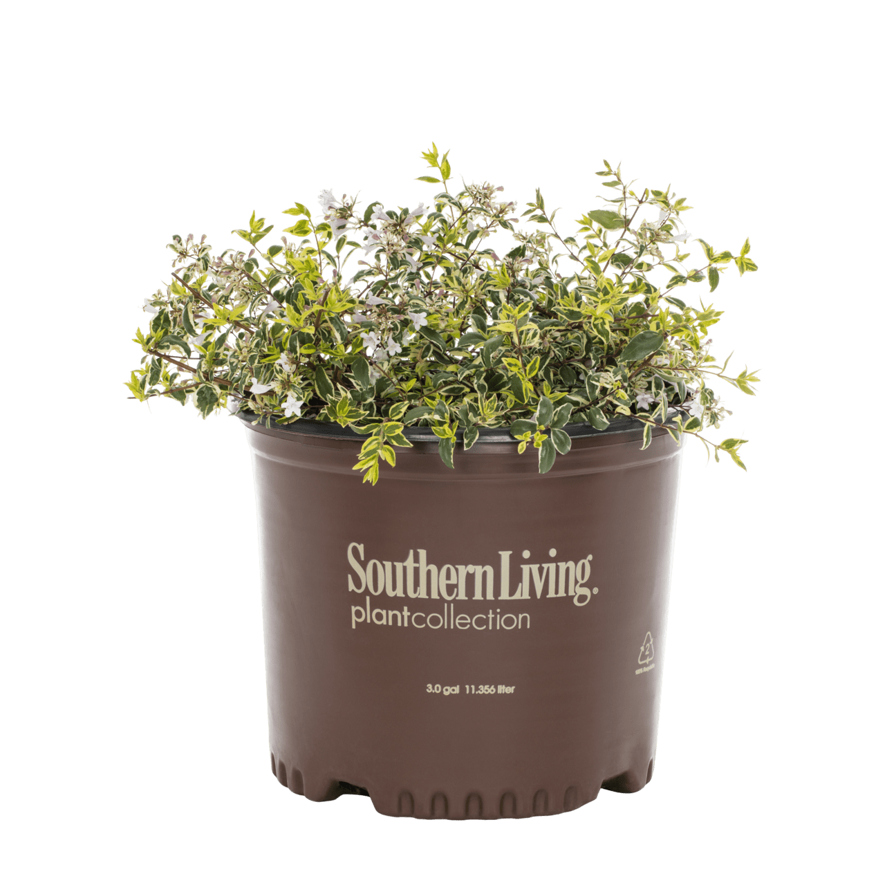 Southern Living 3 Gallon Green Abelia Live Shrub with Grower Planter ...