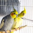BESTYASH 2Sets Transparent Feeding Syringe for Birds with Injection ...