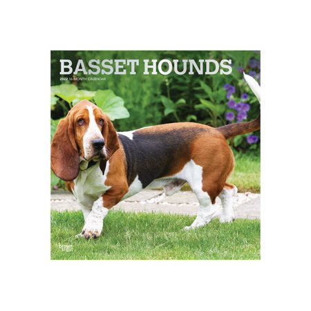 BrownTrout Basset Hounds - 16-month calendar - wall mount - 2021-2022 ...