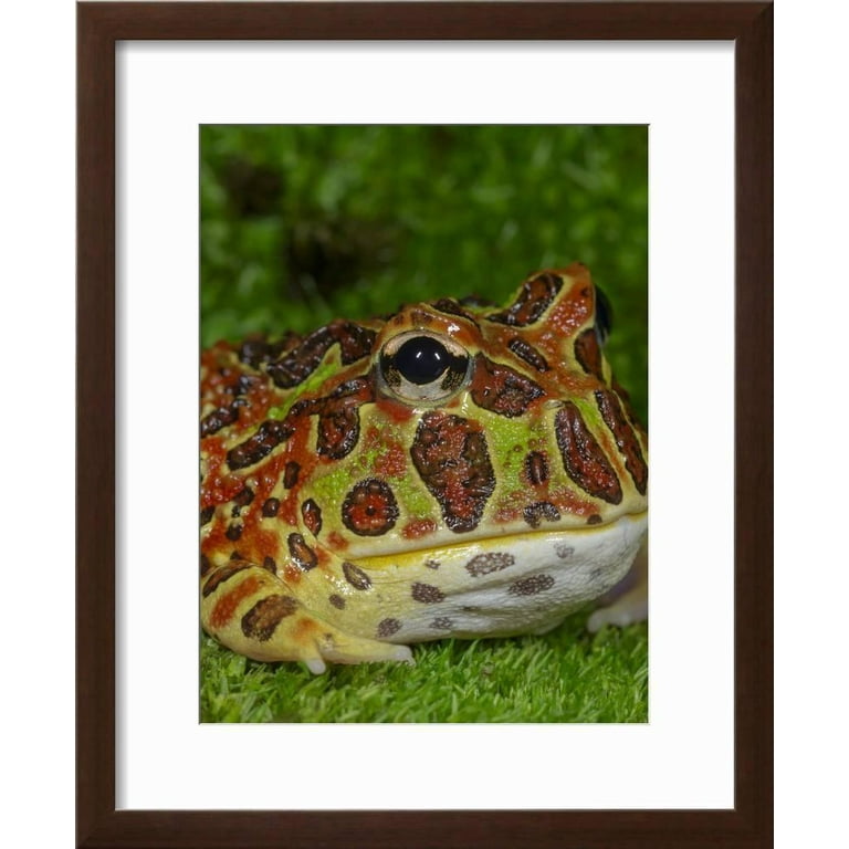 High Red Ornate Pacman Frog