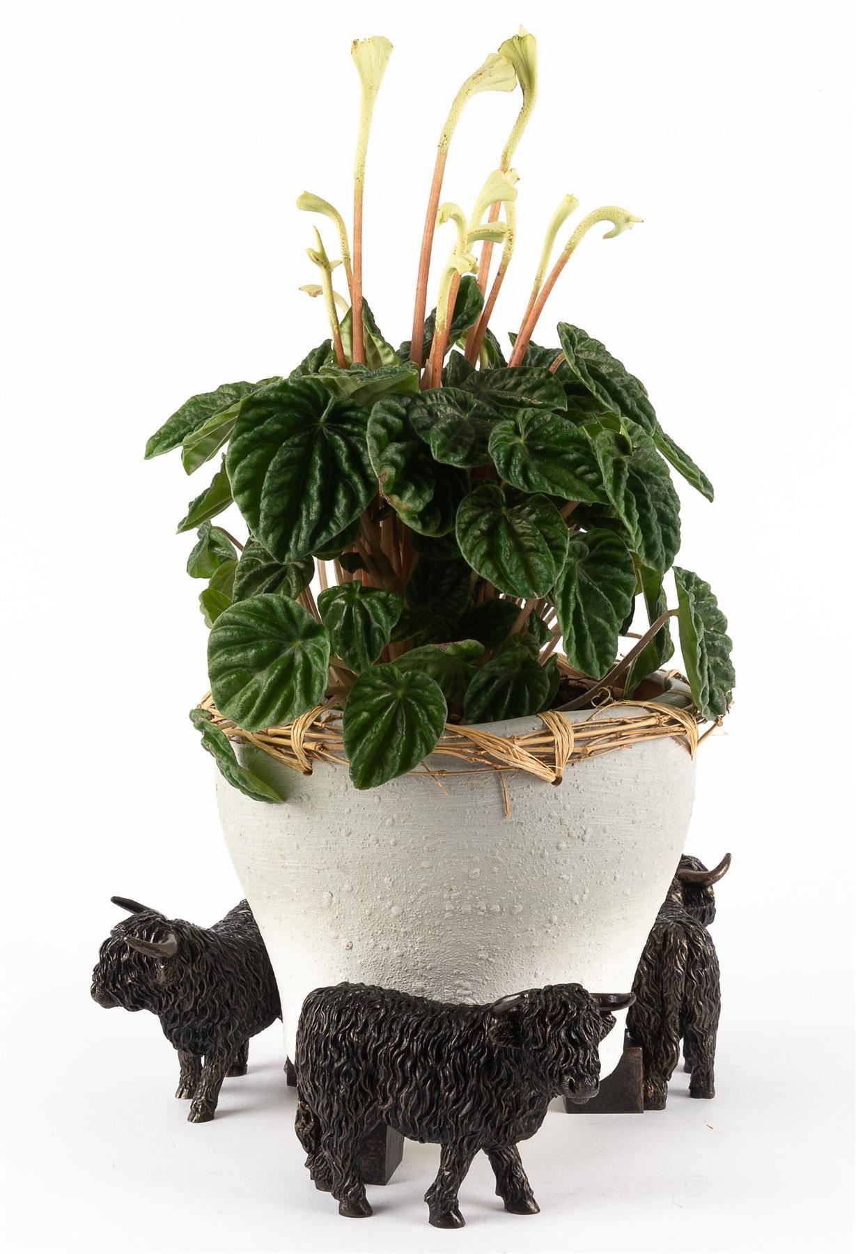 Potty Feet Highland Cow Themed Plant Pot Feet Antique Bronze Color ...