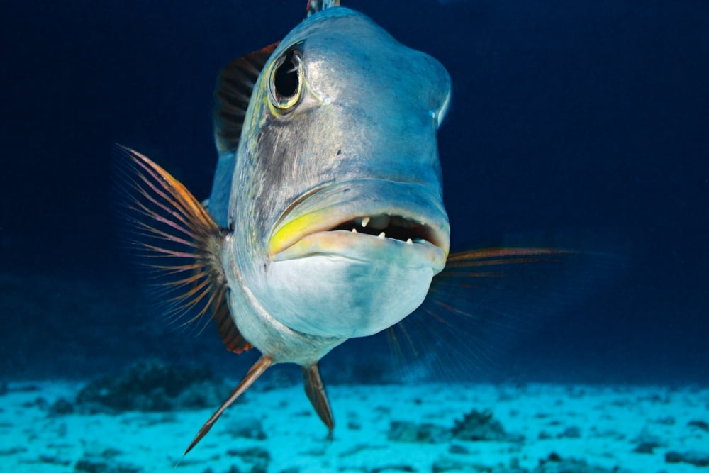 USA, Mu (Bigeye Emperor) (Monotaxis Grandoculis) Close-up; Hawaii ...