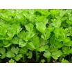 1000 CALABRESE BROCCOLI ITALIAN Green Sprouting Vegetable Brassica ...