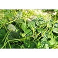 TomorrowSeeds - Zipper Cream Pea (Treated) Seeds - 300+ Count - For ...