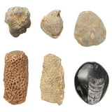 20 Pack Real Bone Replicas from Morocco, Trilobite, Orthoceras, Shark ...