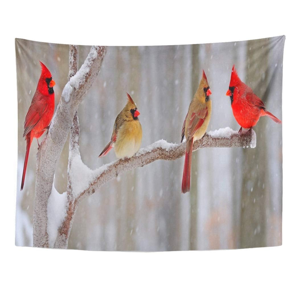 ZEALGNED Red Bird Four Winter Northern Cardinals Cardinalis on Snowy ...