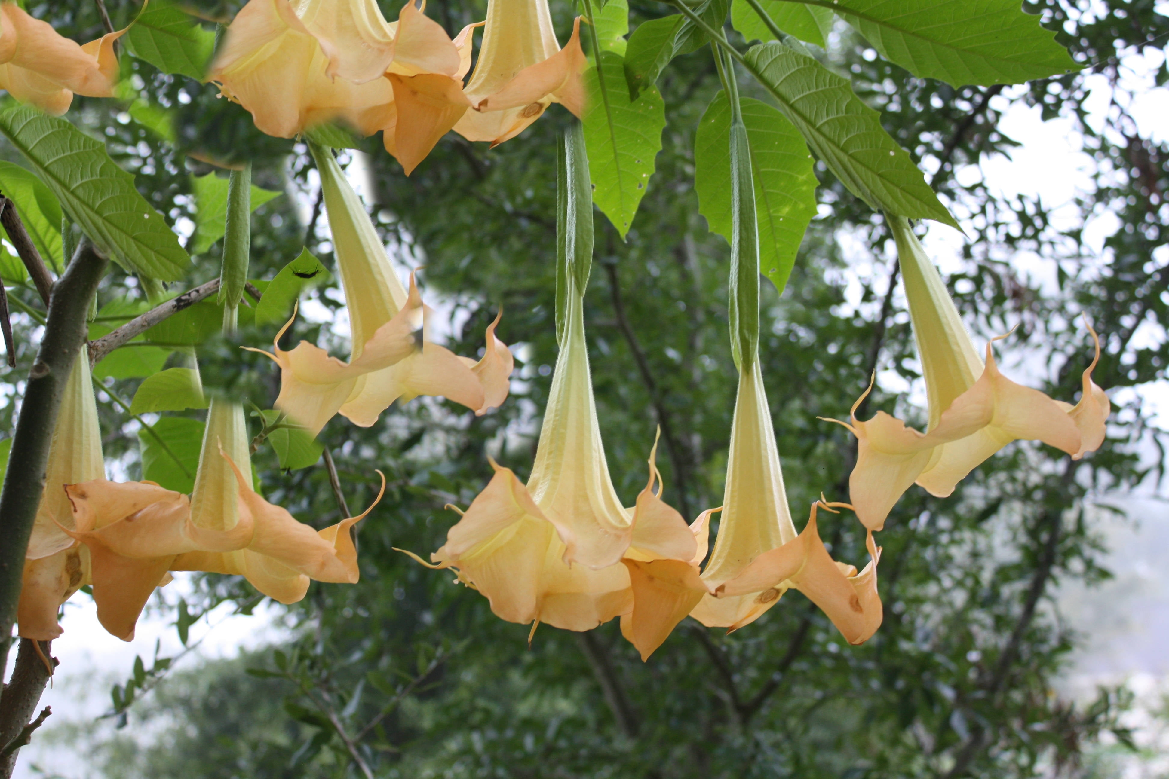 Seed Pack = = Orange Angels Trumpet -5 Seeds -For Experienced Gardeners ...