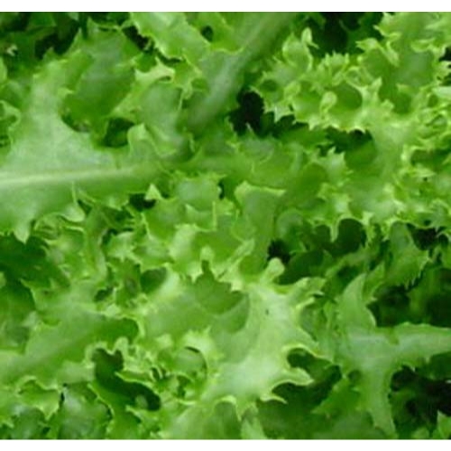 Endive Green Curled Ruffec Great Heirloom Vegetable Seeds By Seed ...