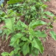 Plant Good Seed, Holy Basil Seeds, 200 Count, Fragrant Tulsi - Walmart.com