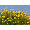 250 GOLDEN MARGUERITE DAISY Dyer's Yellow Chamomile Anthemis Tinctoria ...