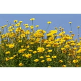 250 GOLDEN MARGUERITE DAISY Dyer's Yellow Chamomile Anthemis Tinctoria ...