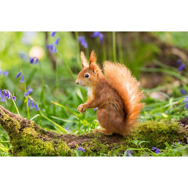Red Squirrel Cute Animal Kids Room Decor Home Decor Woodland Nursery ...