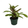 Zoe Vase Plant - Great Houseplant - 4" Pot - Neoregelia - Walmart.com