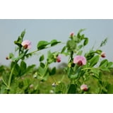 50 Seeds AUSTRIAN WINTER PEA Caley Flower Pisum Sativum Ground Cover ...