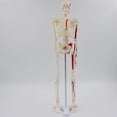 Giaone 17 Inch Mini Human Skeleton Anatomy Model Science Classroom Body ...