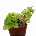 Curly Devil's Backbone Variegated Succulent Plant Pedilanthus ...